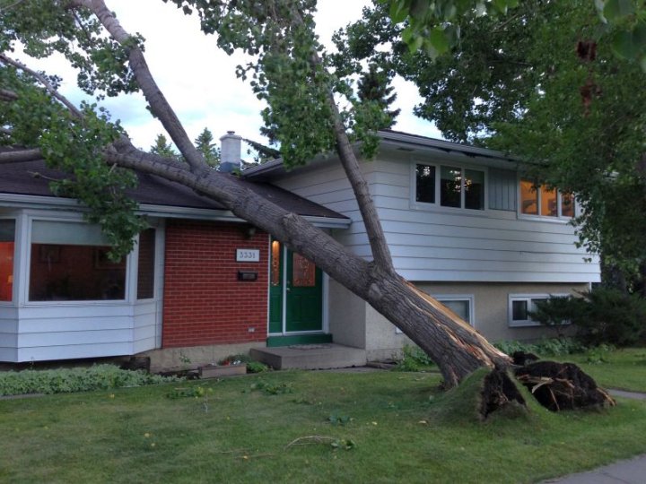 Calgary homeowner ‘shrieked’ when tree came crashing down onto her home ...