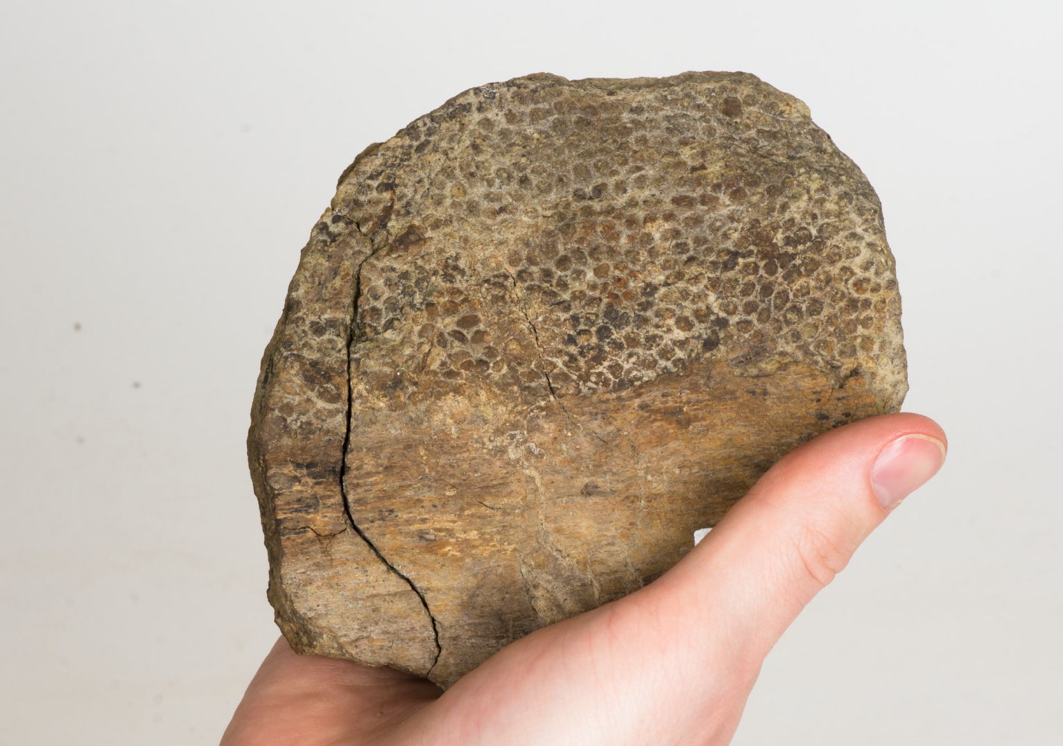 What does a T. Rex feel like? U of A paleontologists find out in new ...