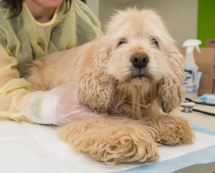 23 dogs returned to man facing charges from Alberta SPCA; 129 up for ...