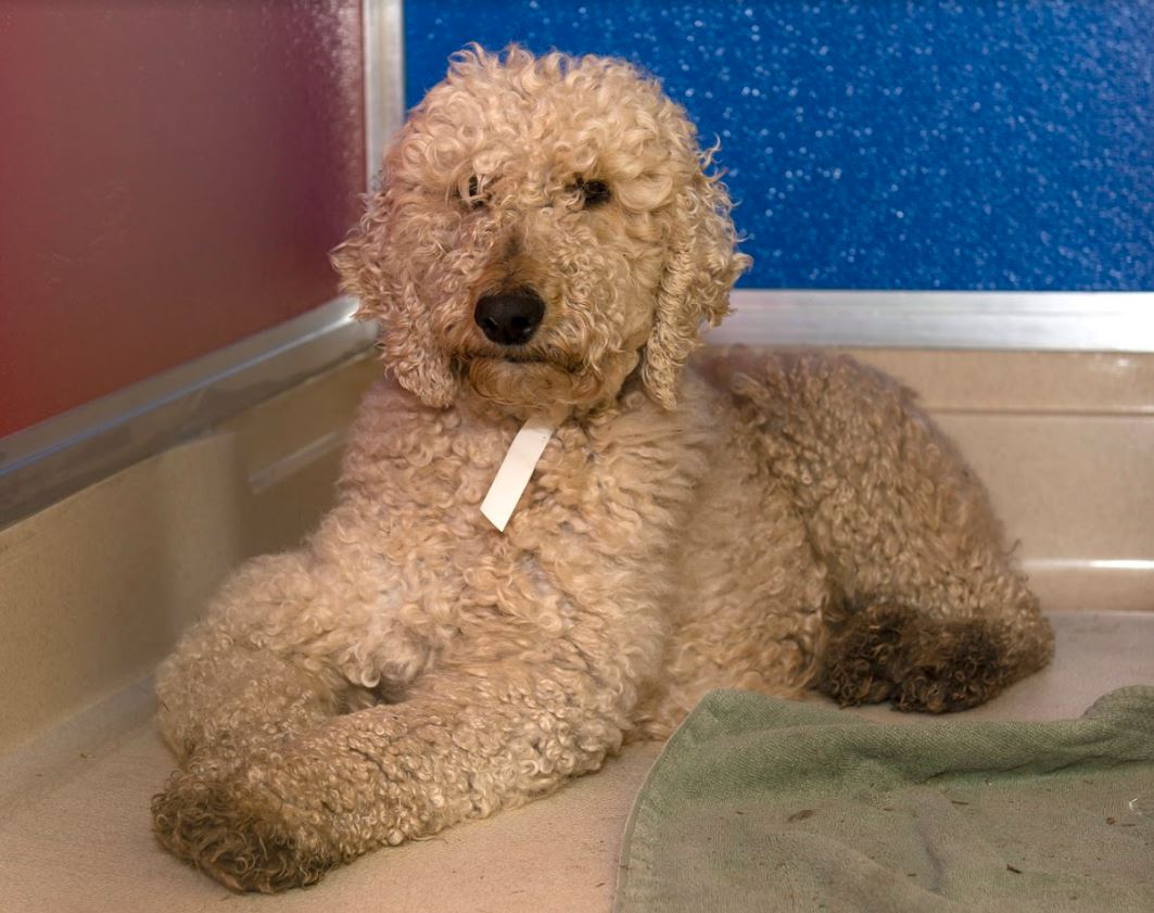 23 dogs returned to man facing charges from Alberta SPCA; 129 up for ...