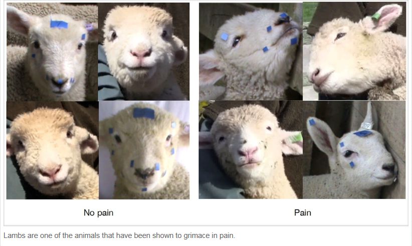 Scientists developing coding systems to read animals’ facial ...