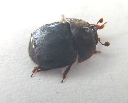 Beekeepers hoping to keep small hive beetle out of Nova Scotia ...