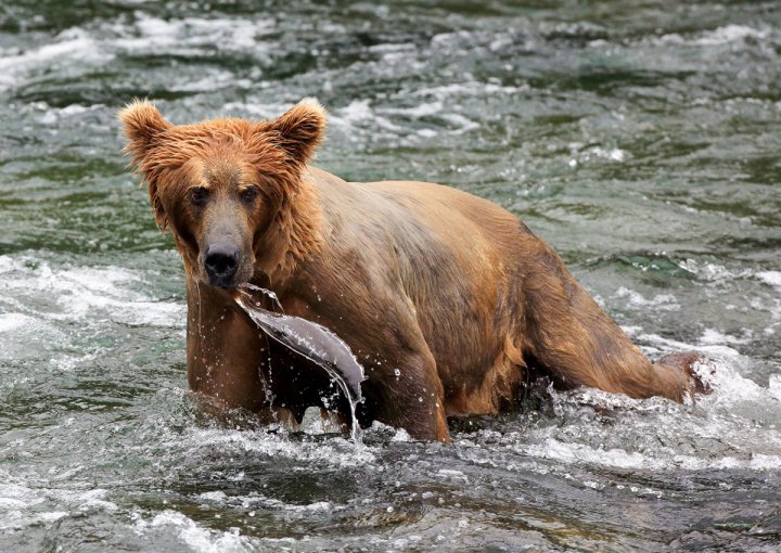 brown bear attack | News, Videos & Articles