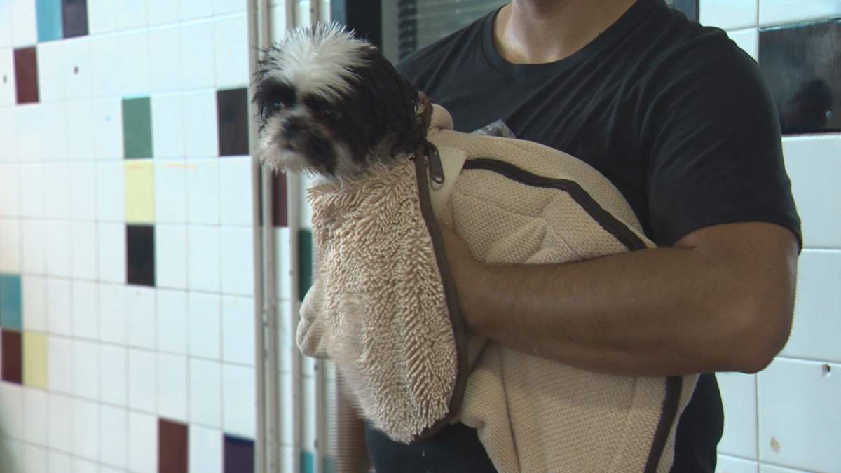 Edmonton’s Scona Pool goes to the dogs - Edmonton | Globalnews.ca