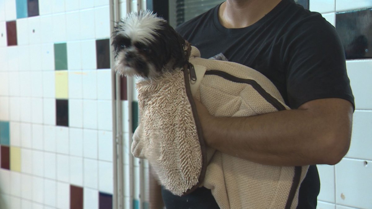 Edmonton’s Scona Pool goes to the dogs - Edmonton | Globalnews.ca