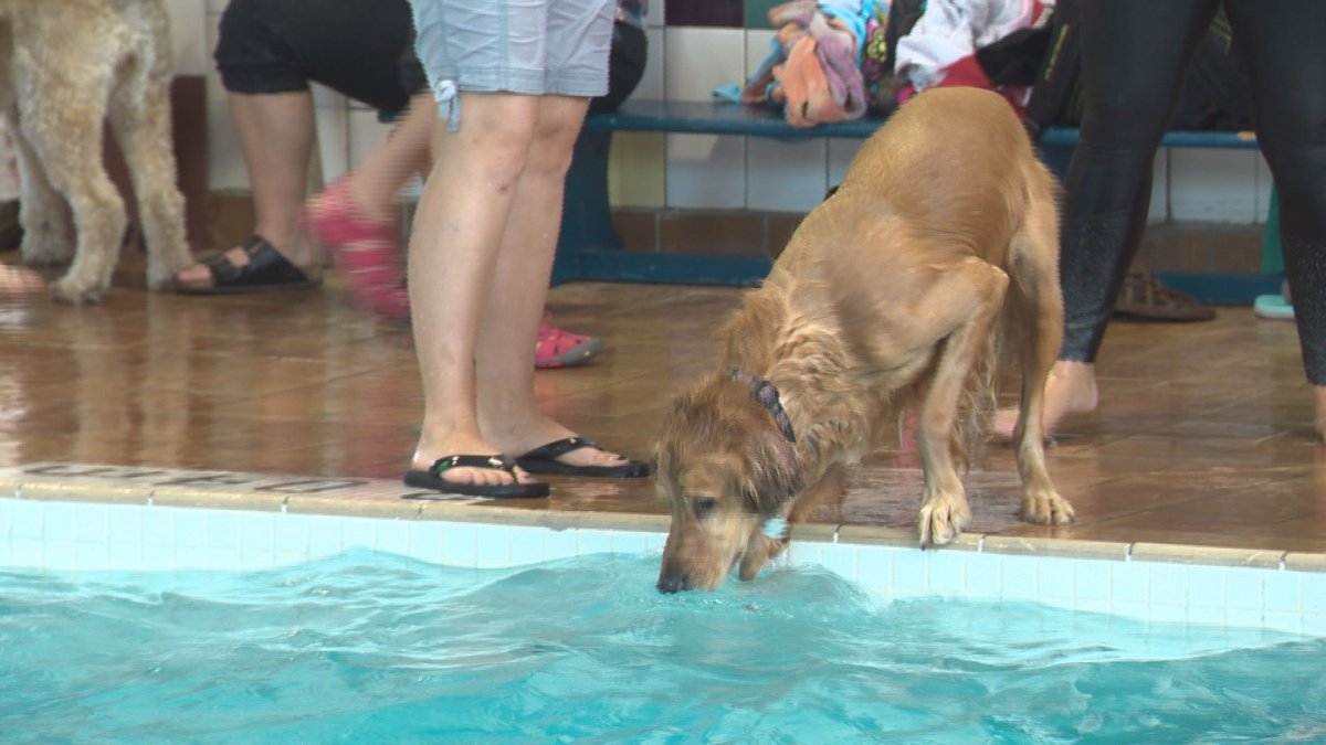 Edmonton’s Scona Pool goes to the dogs - Edmonton | Globalnews.ca