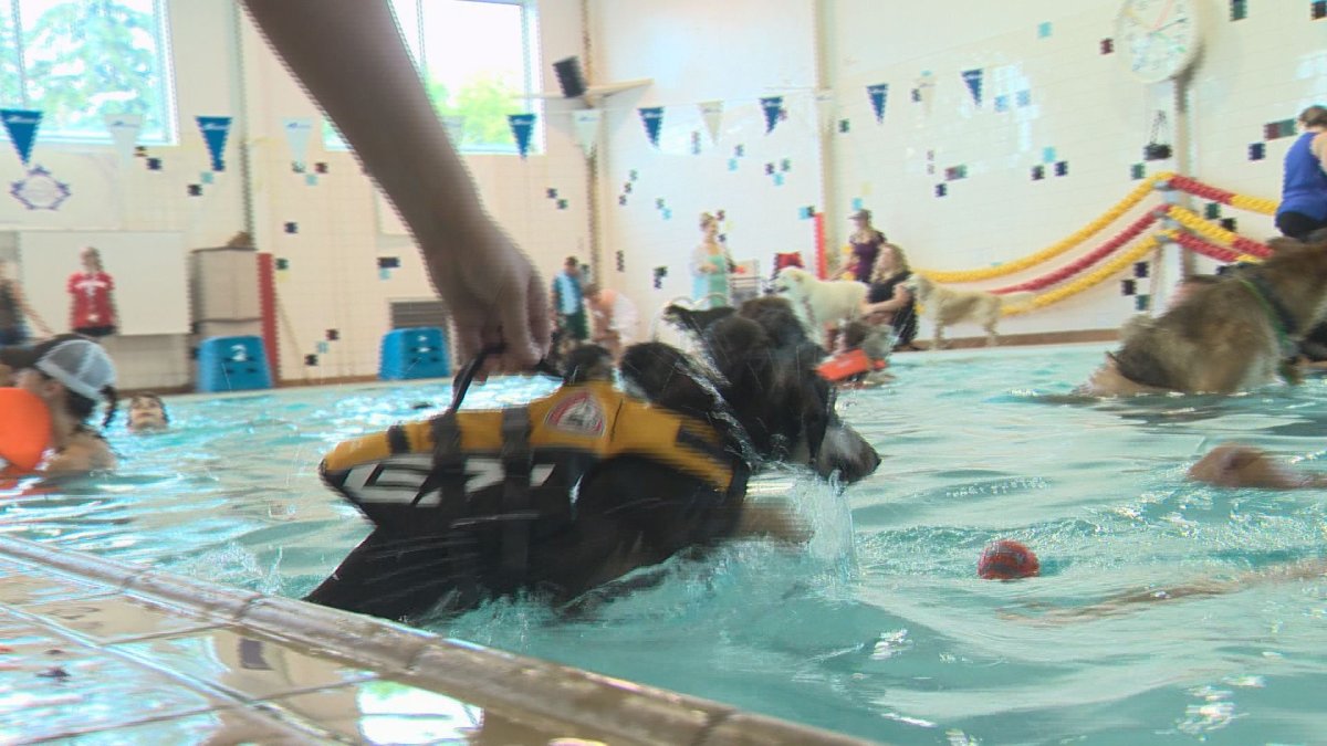 Edmonton’s Scona Pool goes to the dogs - Edmonton | Globalnews.ca