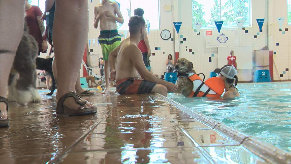 Edmonton’s Scona Pool goes to the dogs - Edmonton | Globalnews.ca