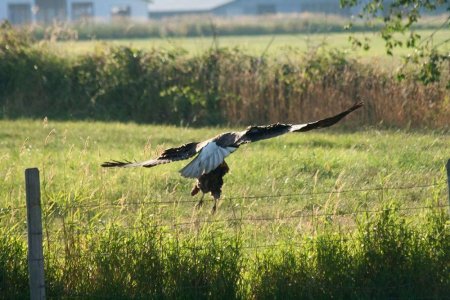 PHOTOS: Eagle swoops down and grabs hen, neighbour’s cows try to help ...