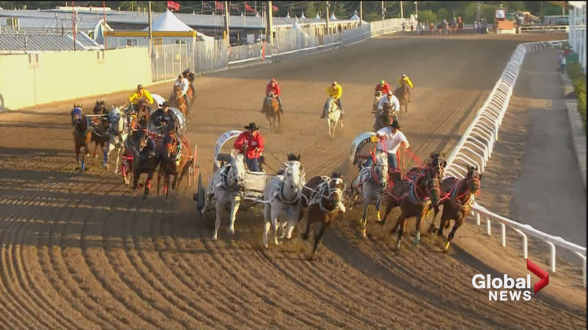 Horse euthanized at Calgary Stampede after fracturing leg in chuckwagon ...