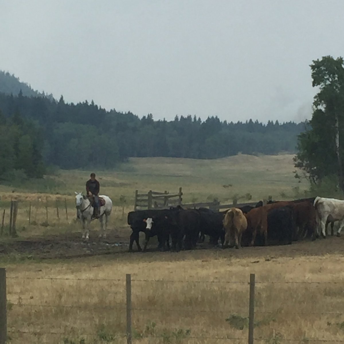 Ranchers near 100 Mile House defy evacuation order, fight to save homes ...