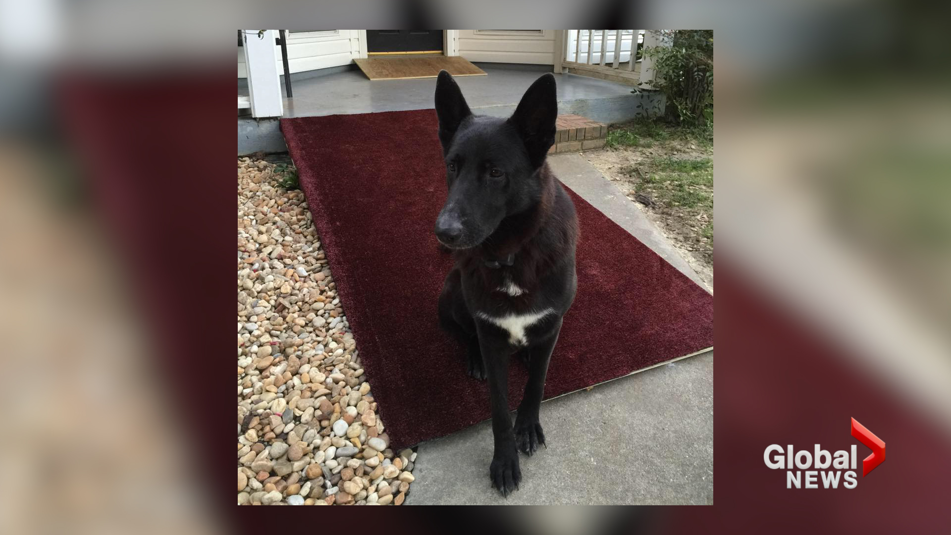 Will A Lost Dog Return Home