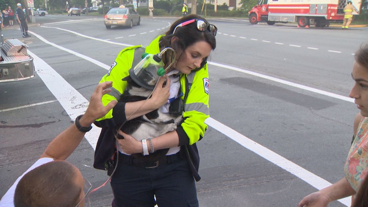 No injuries reported in Quinpool Road house fires - Halifax | Globalnews.ca