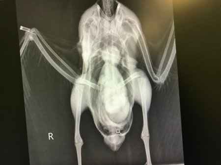 Wildlife group claims 2 Canada geese impaled with arrows near Toronto a ...