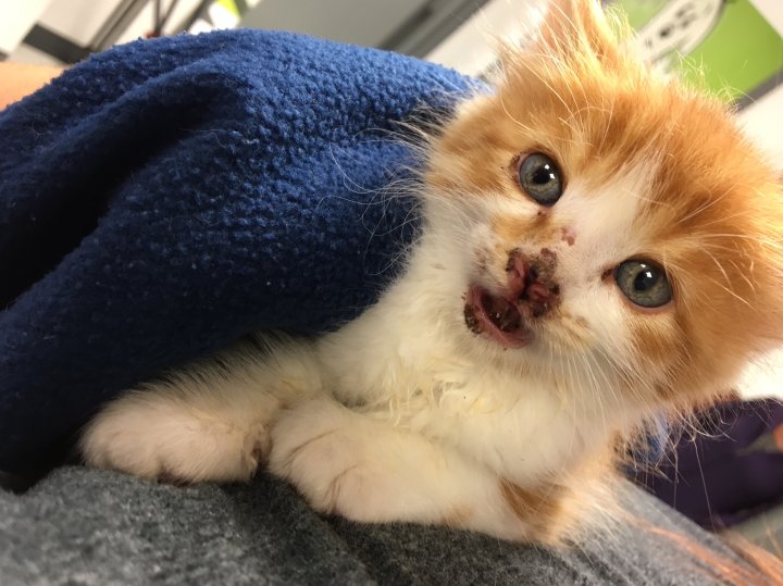 Kitten apparently thrown from moving vehicle recovering at Calgary ...