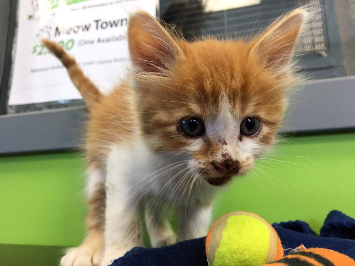 Kitten apparently thrown from moving vehicle recovering at Calgary ...