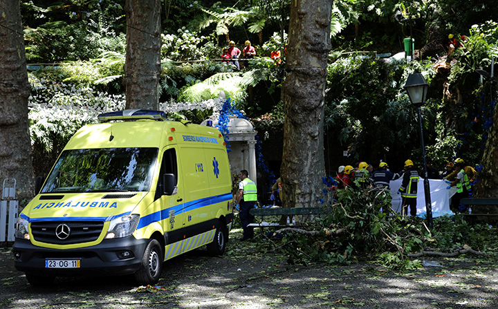 At least 12 dead, 52 injured after large tree falls at Portugal ...