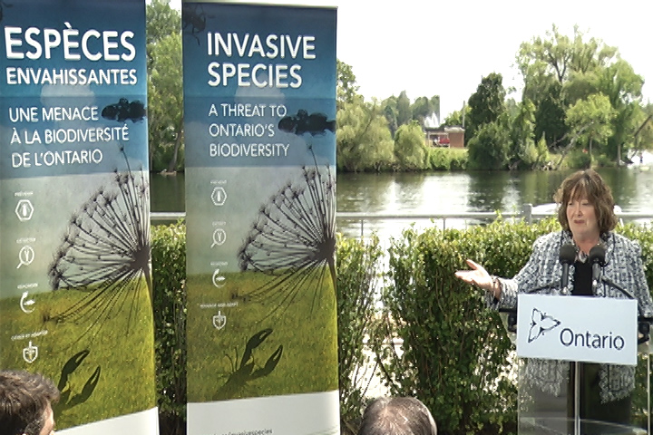 Ontario continues fight against invasive species | Globalnews.ca