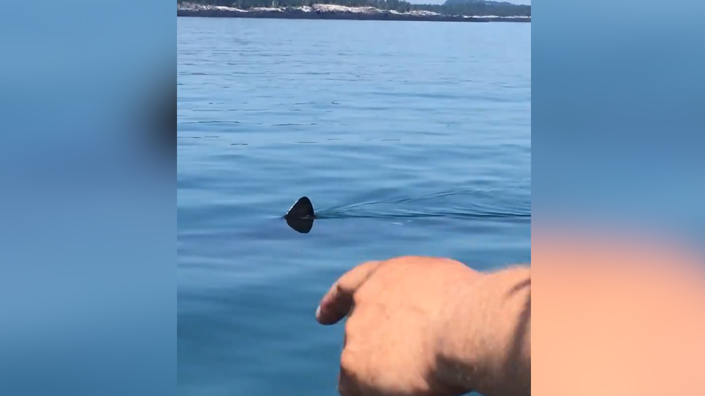 Video captures massive shark prowling off N.B. coast in Bay of Fundy ...