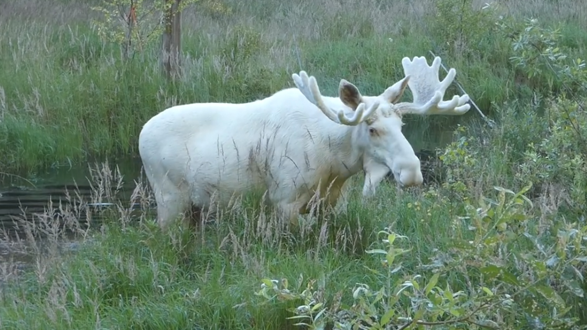 Majestic white moose spotted in Sweden believed to have genetic ...