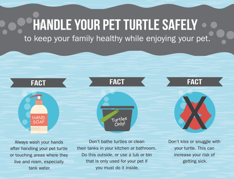 Stop kissing pet turtles, CDC warns as Salmonella outbreak hits 13 ...