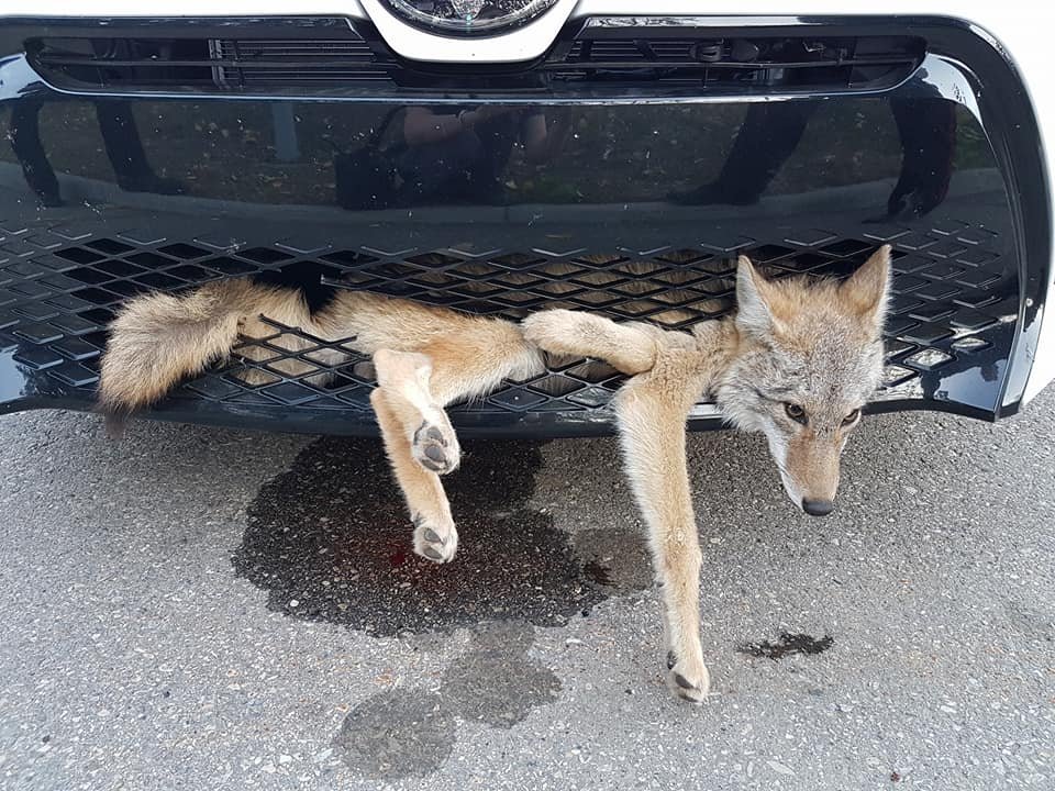 Coyote caught in car grille released back into wild by Alberta officers ...