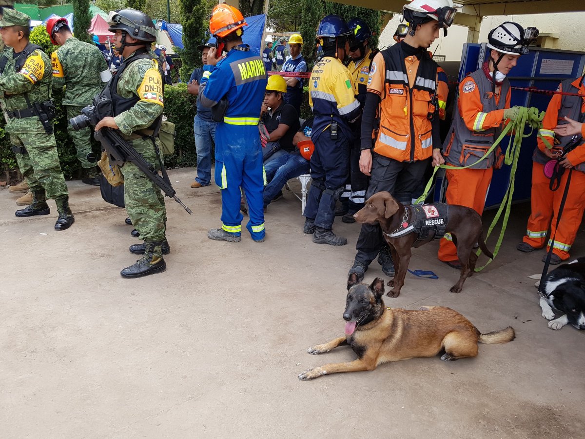 Canadian rescue dogs help search for survivors after Mexico earthquakes ...