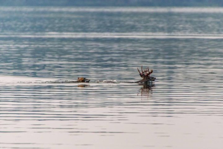 Alberta photographer captures shots of hungry wolf chasing deer in lake ...