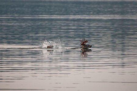 Alberta photographer captures shots of hungry wolf chasing deer in lake ...