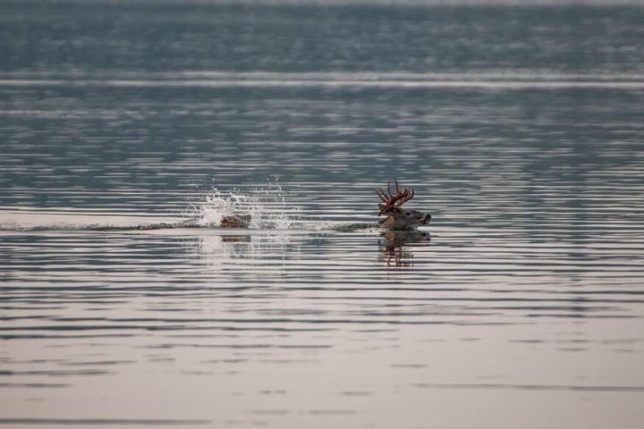 Alberta photographer captures shots of hungry wolf chasing deer in lake ...