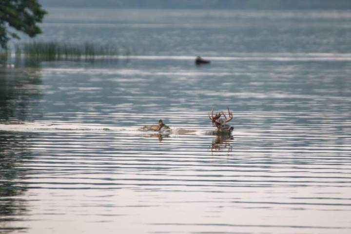 Alberta photographer captures shots of hungry wolf chasing deer in lake ...