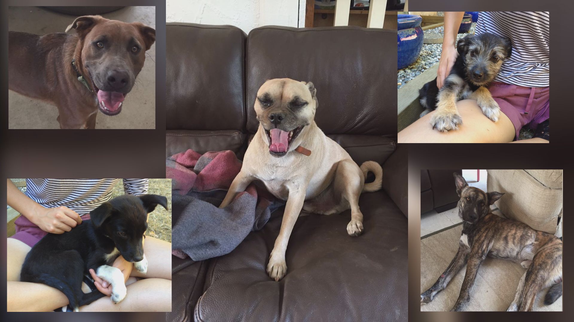 Victoria animal rescuers overwhelmed with dogs and cats left homeless ...