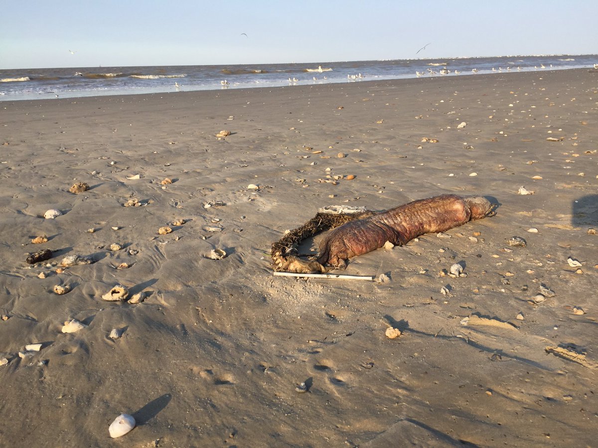 Mystery sea creature that washed ashore during Hurricane Harvey ...