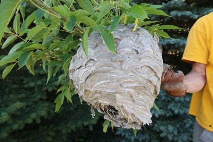 ‘It’s waspmagedden’: Entomologist calls wasp season one of the largest ...