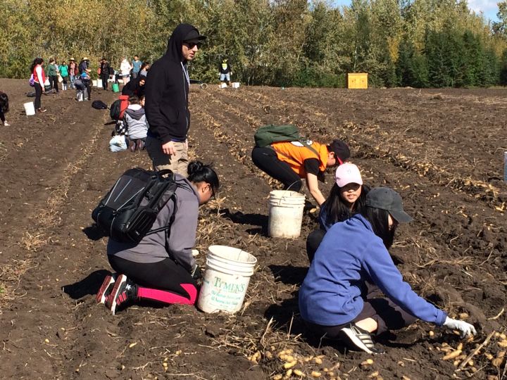 10,000 pounds of potatoes harvested by Edmonton students, volunteers ...
