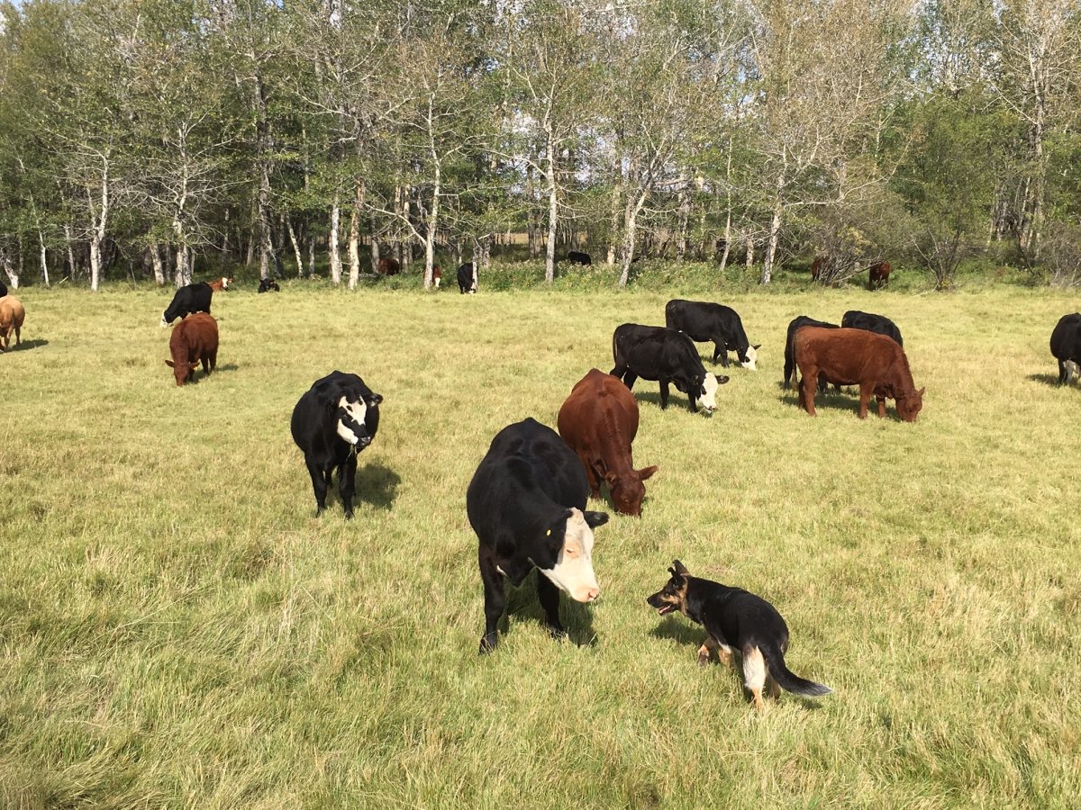 Your Saskatchewan – Regina: September 2017 - Regina | Globalnews.ca