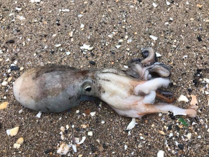 No one knows why these octopuses came ashore en masse in Wales ...