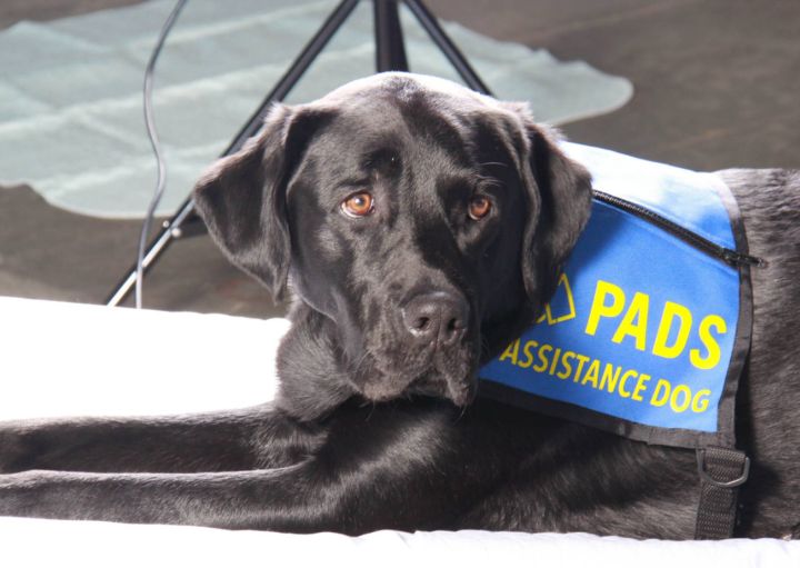 Dog brought in to help Alberta paramedics work through job stress ...