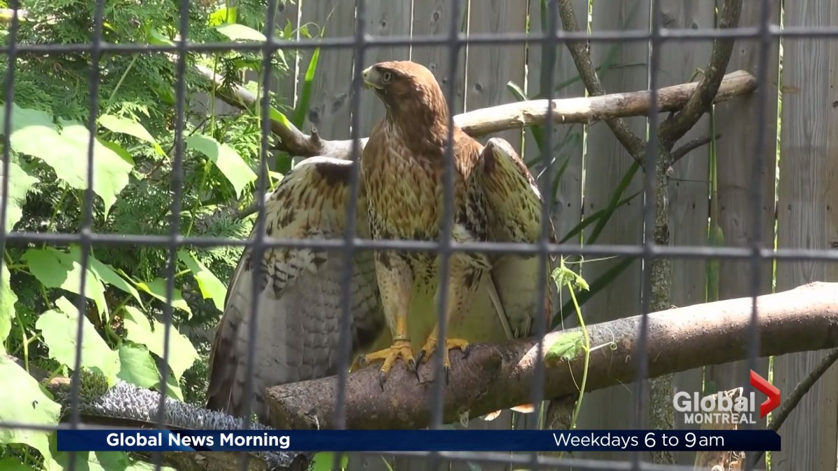 David Rodrigue on 25 years at Sainte-Anne-de-Bellevue’s Ecomuseum Zoo ...