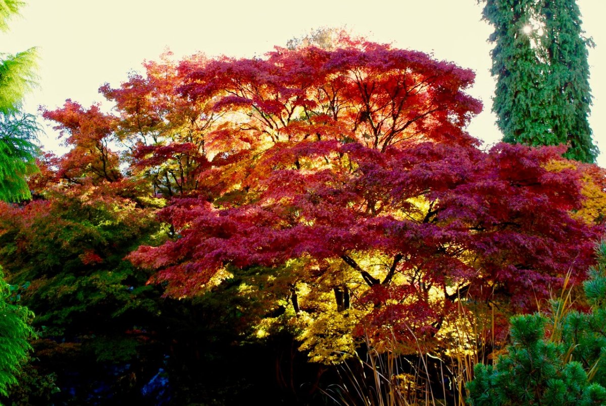 If you thought Vancouver’s fall colours were brighter this year, you ...