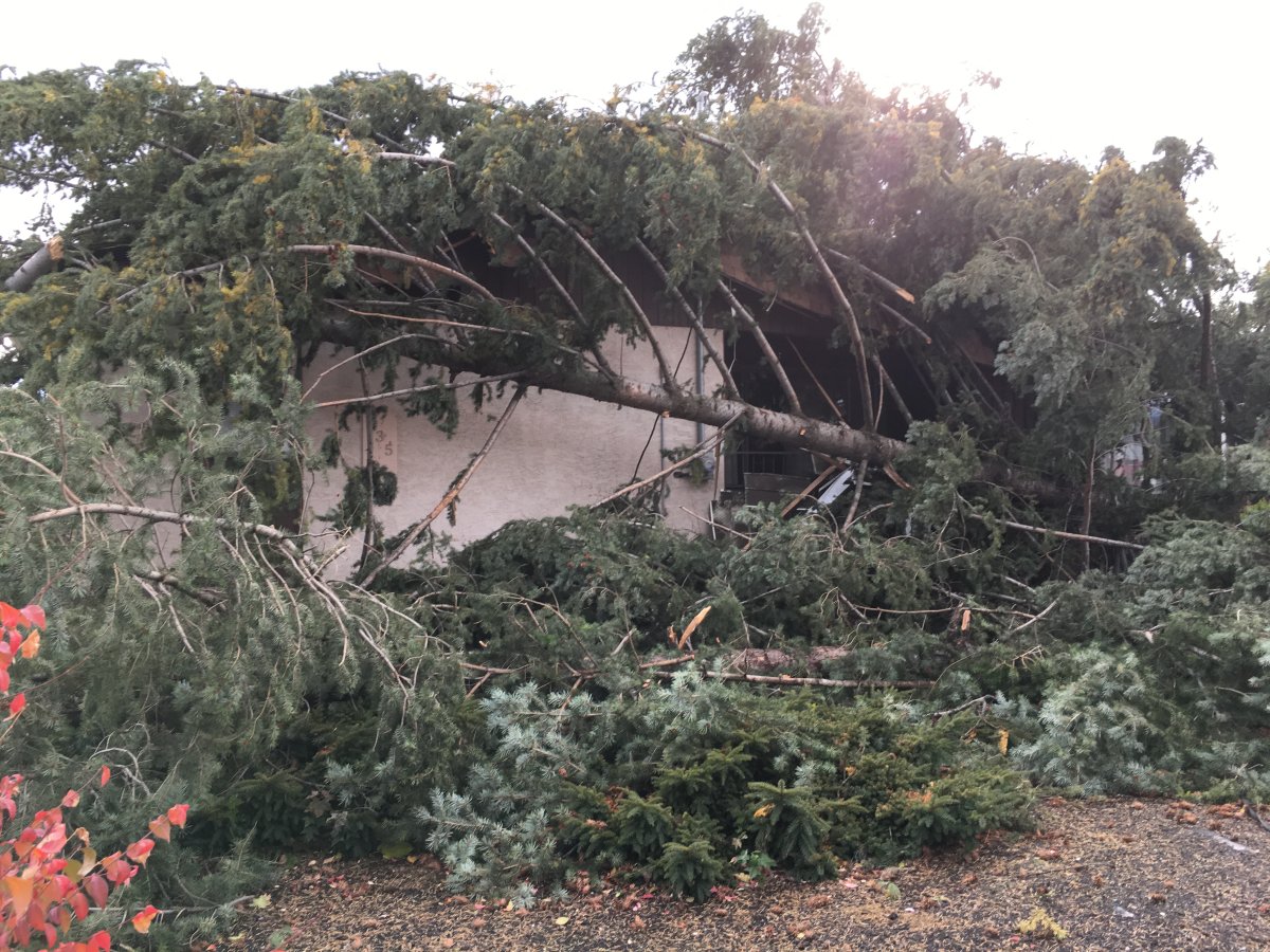 Tree smashes through house on McCurdy Road in Kelowna - Okanagan ...