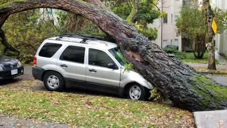 Giant tree crushes one vehicle, damages another on West End Vancouver ...