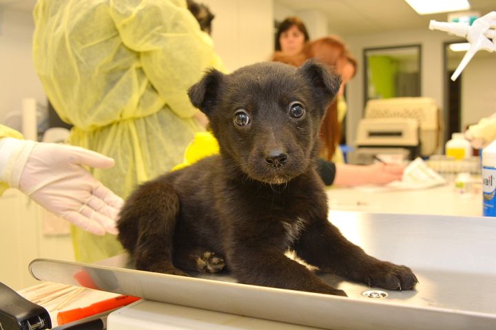 48 puppies and dogs rescued from northern Alberta; many to be adopted ...
