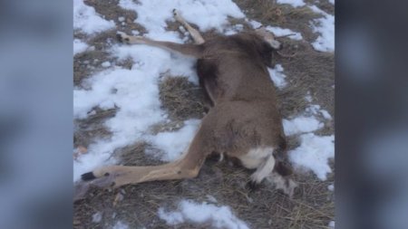 Investigation underway after two dogs kill deer in Lethbridge ...