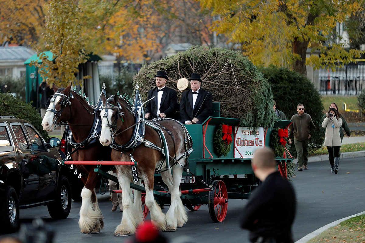 Melania Trump receives official White House Christmas Tree - National ...