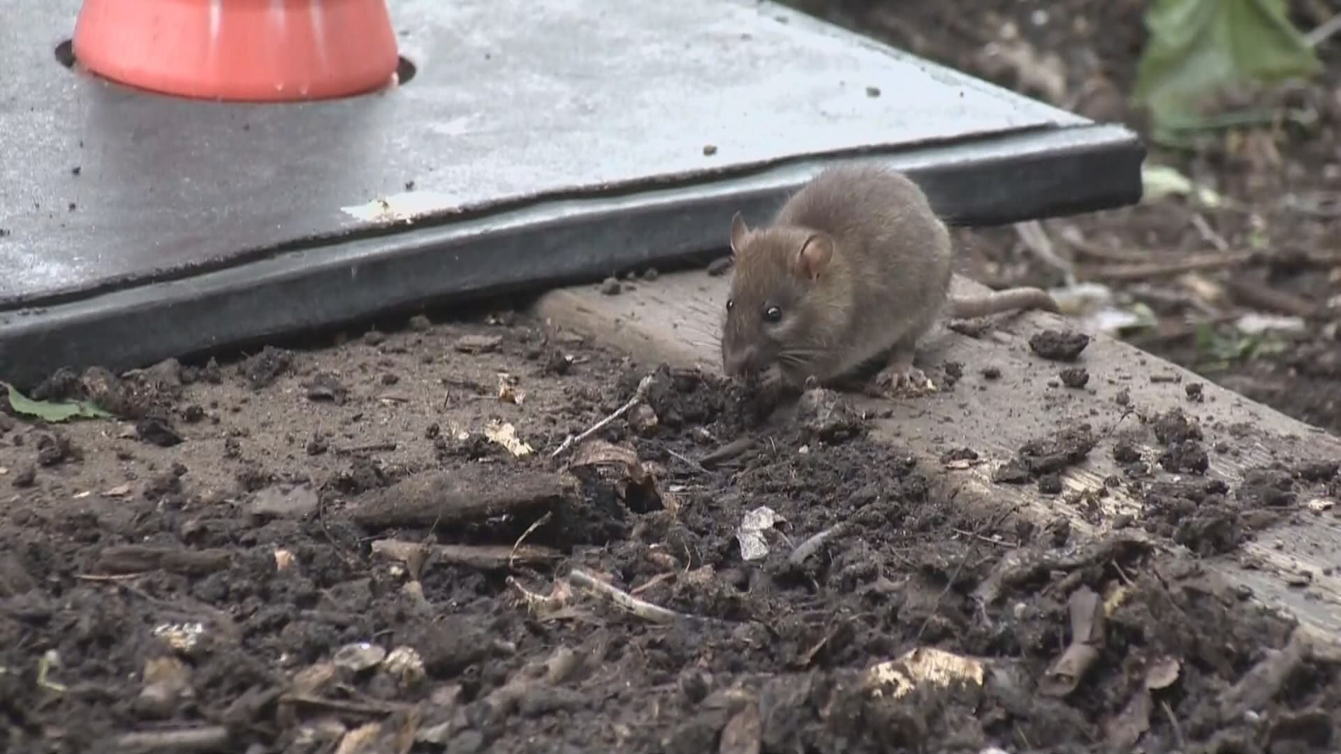 Okanagan rat problem here to stay | Globalnews.ca