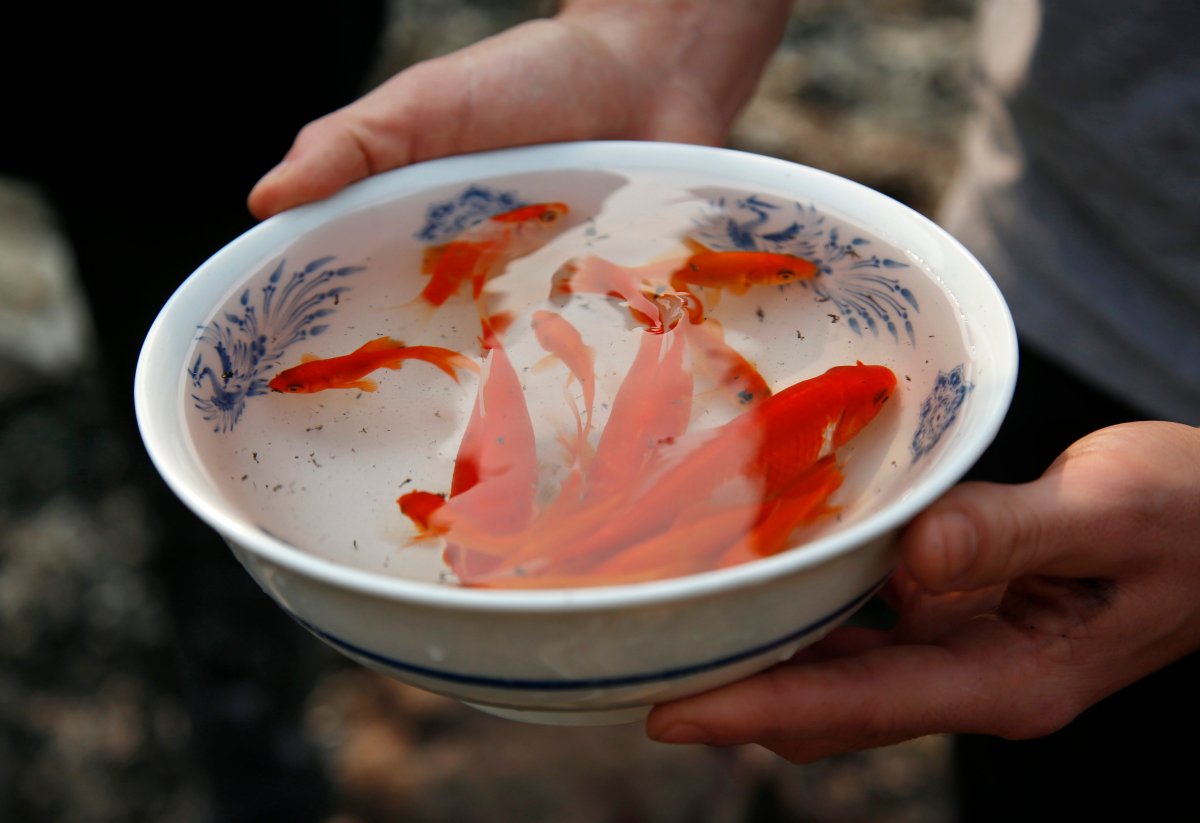 California wildfire leaves behind burnt remains… and goldfish ...