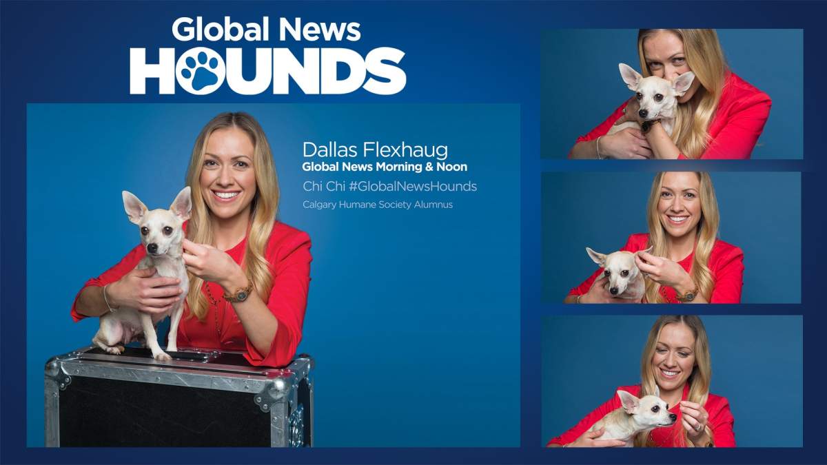 Global News Hounds in Calgary | Globalnews.ca