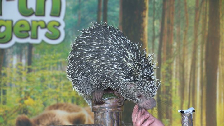 Earth Rangers visit southern Alberta with animals in tow - Lethbridge ...