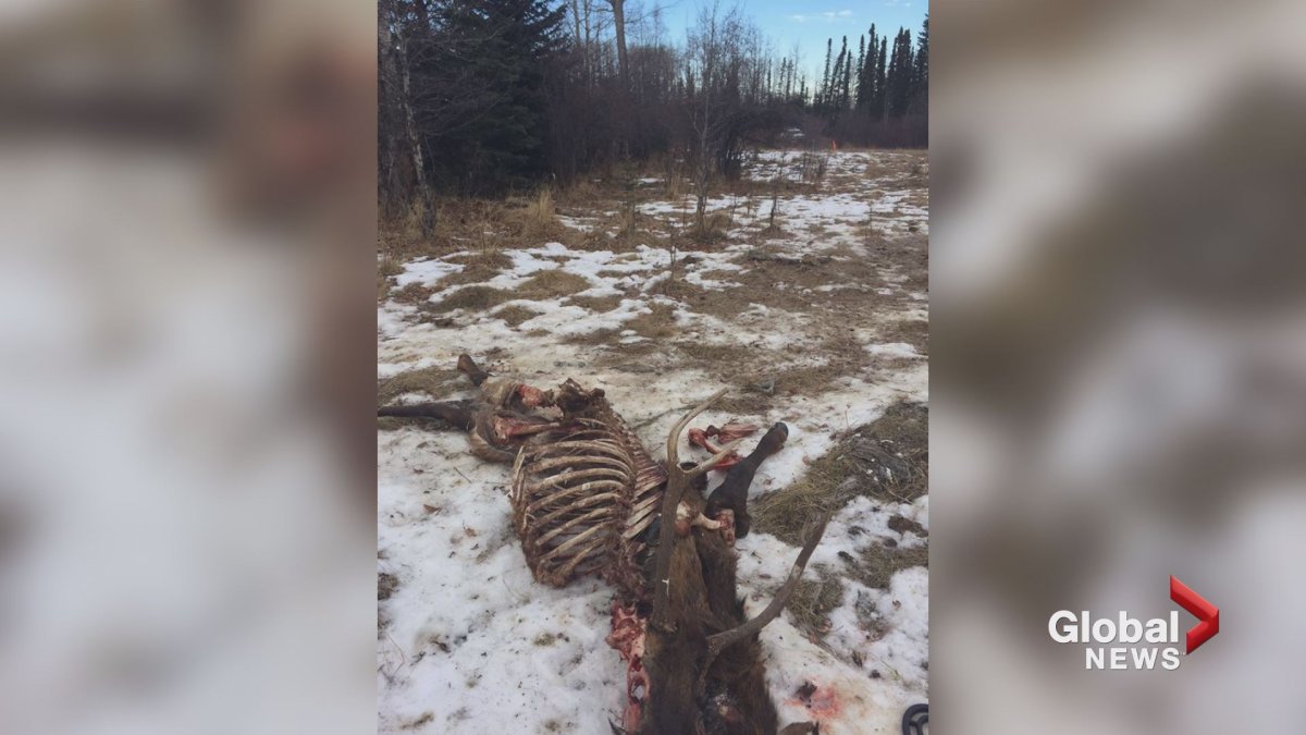 Poached elk found near Sundre, Alta. prompts government call for ...